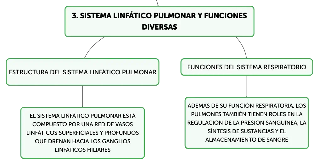 Anatomía y Función del Sistema Respiratorio | Algor Cards