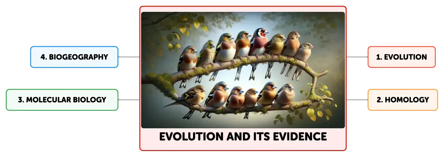 Evolution and Its Evidence | Algor Cards