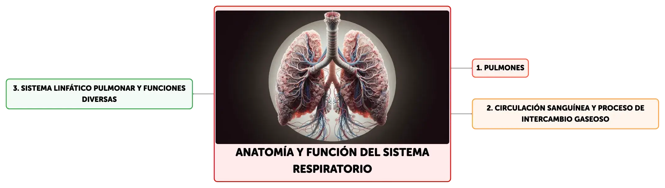 Anatomía y Función del Sistema Respiratorio | Algor Cards